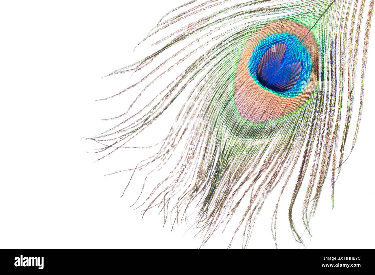 isolated, fashion, tail, peacock, pattern, feather, backdrop ...