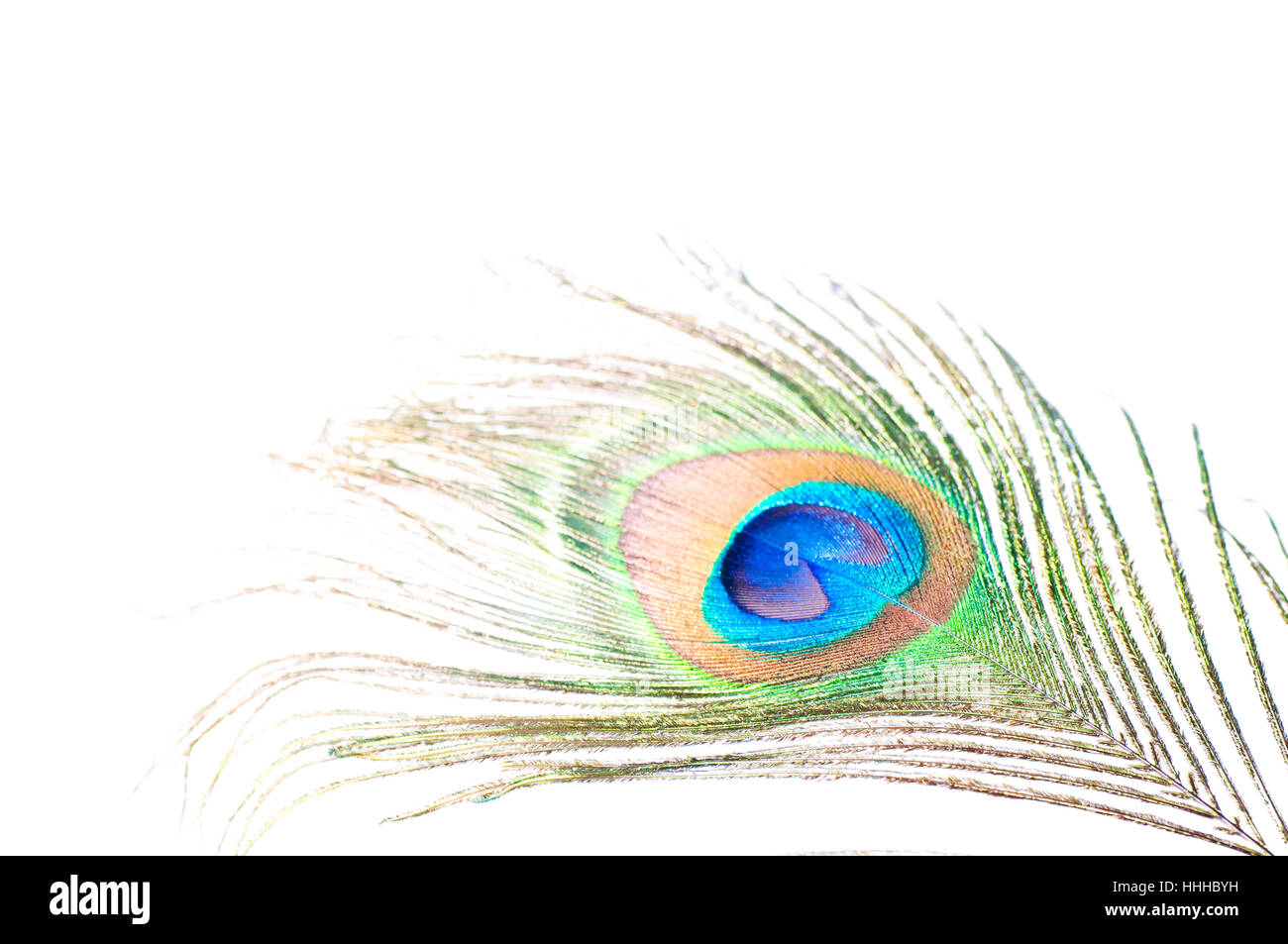isolated, fashion, tail, peacock, pattern, feather, backdrop ...