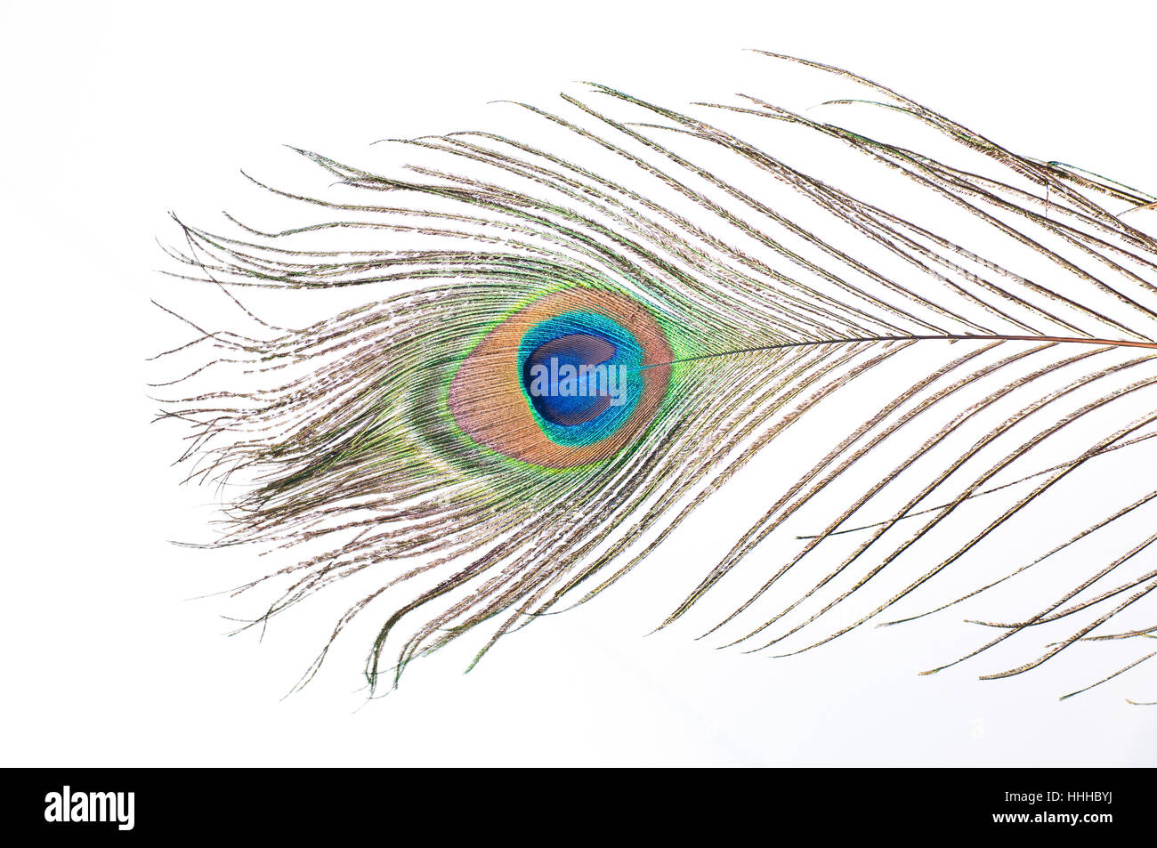 isolated, fashion, tail, peacock, pattern, feather, backdrop ...