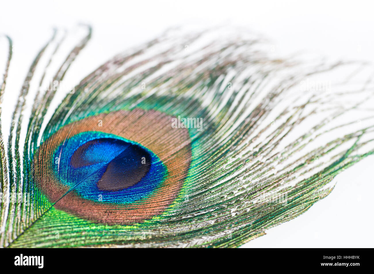 isolated, fashion, tail, peacock, pattern, feather, backdrop ...