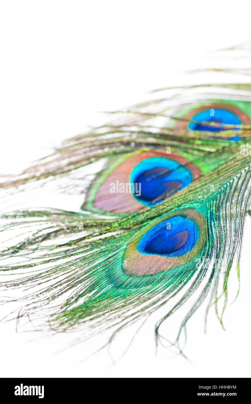 isolated, fashion, tail, peacock, pattern, feather, backdrop ...