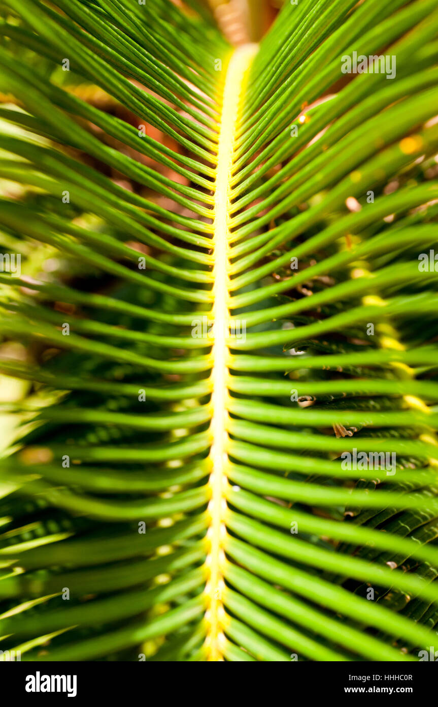 Sago palm leaves close up in the garden Stock Photo - Alamy