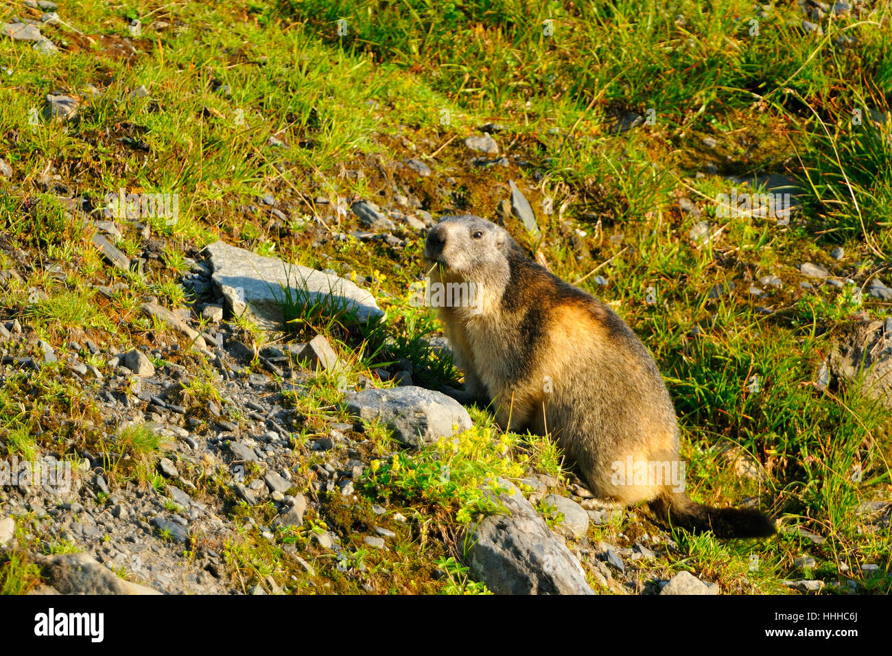 Marmotte marmots hi-res stock photography and images - Alamy