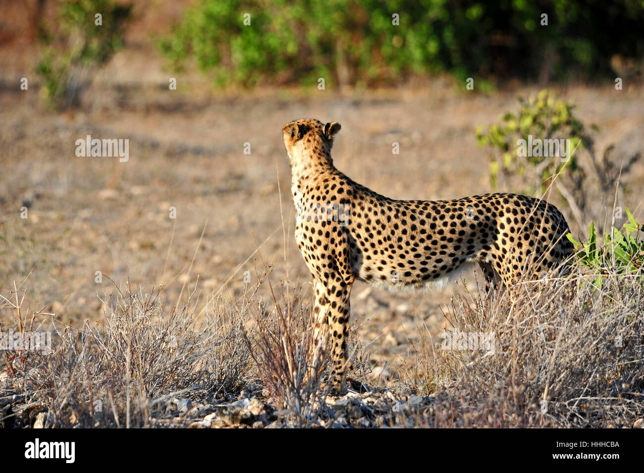 Lonely cheetah hi-res stock photography and images - Alamy