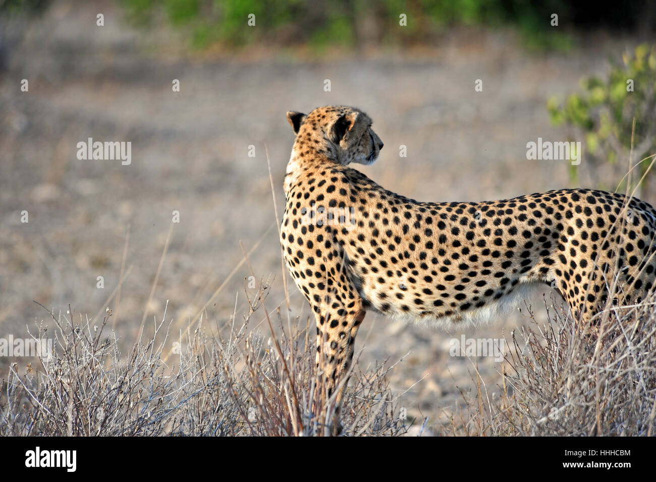 africa, predator, claws, safari, cat, big cat, feline predator, cheetah ...