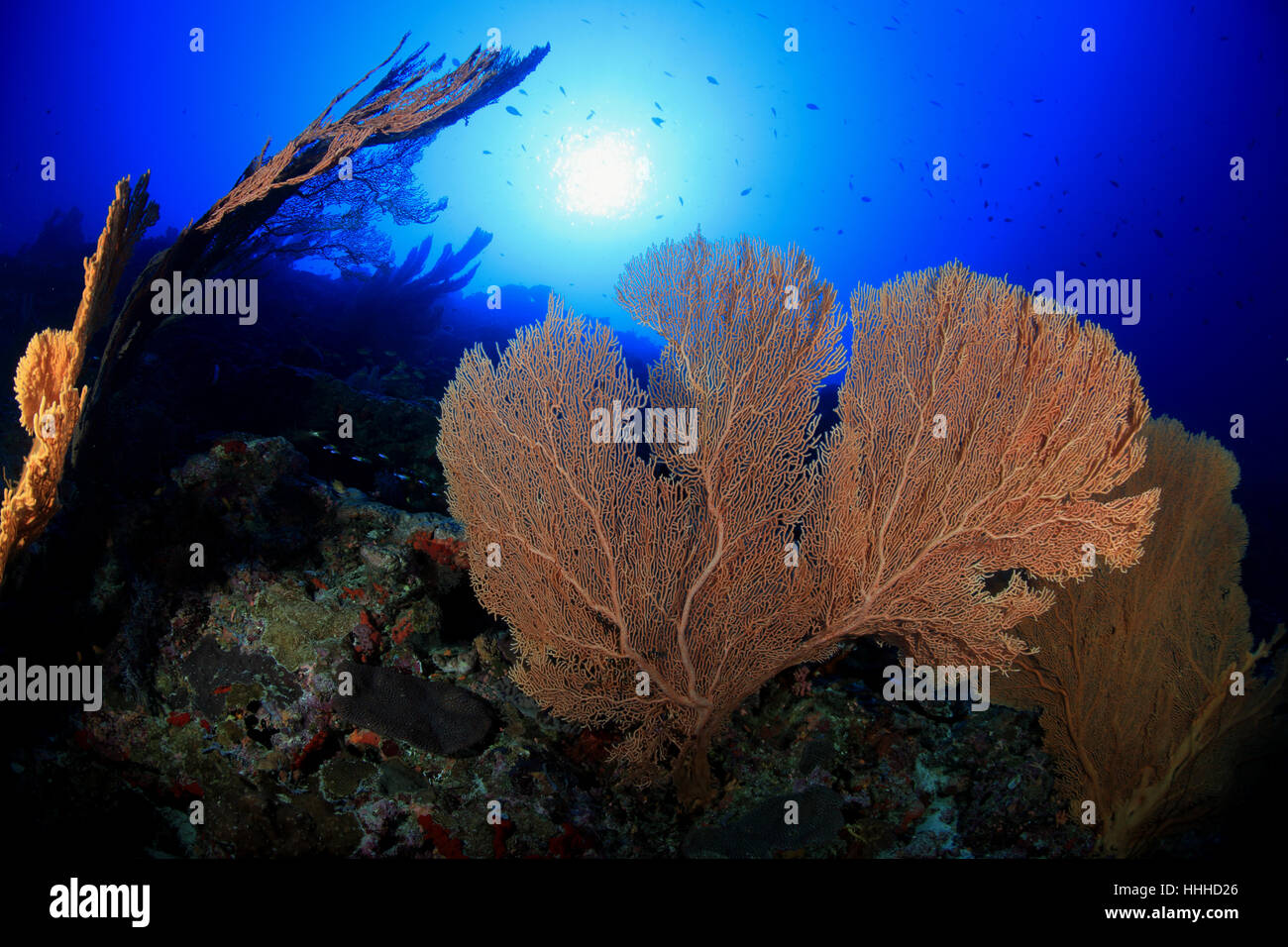 blue, underwater, atoll, salt water, sea, ocean, water, corals, still ...