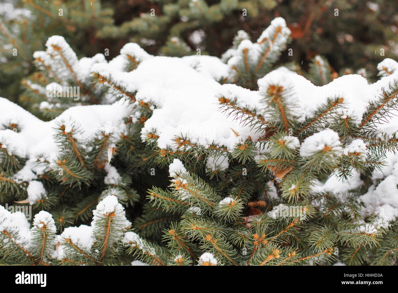 Fluffy tree in snow. Close-up shot. Nature in winter Stock Photo - Alamy