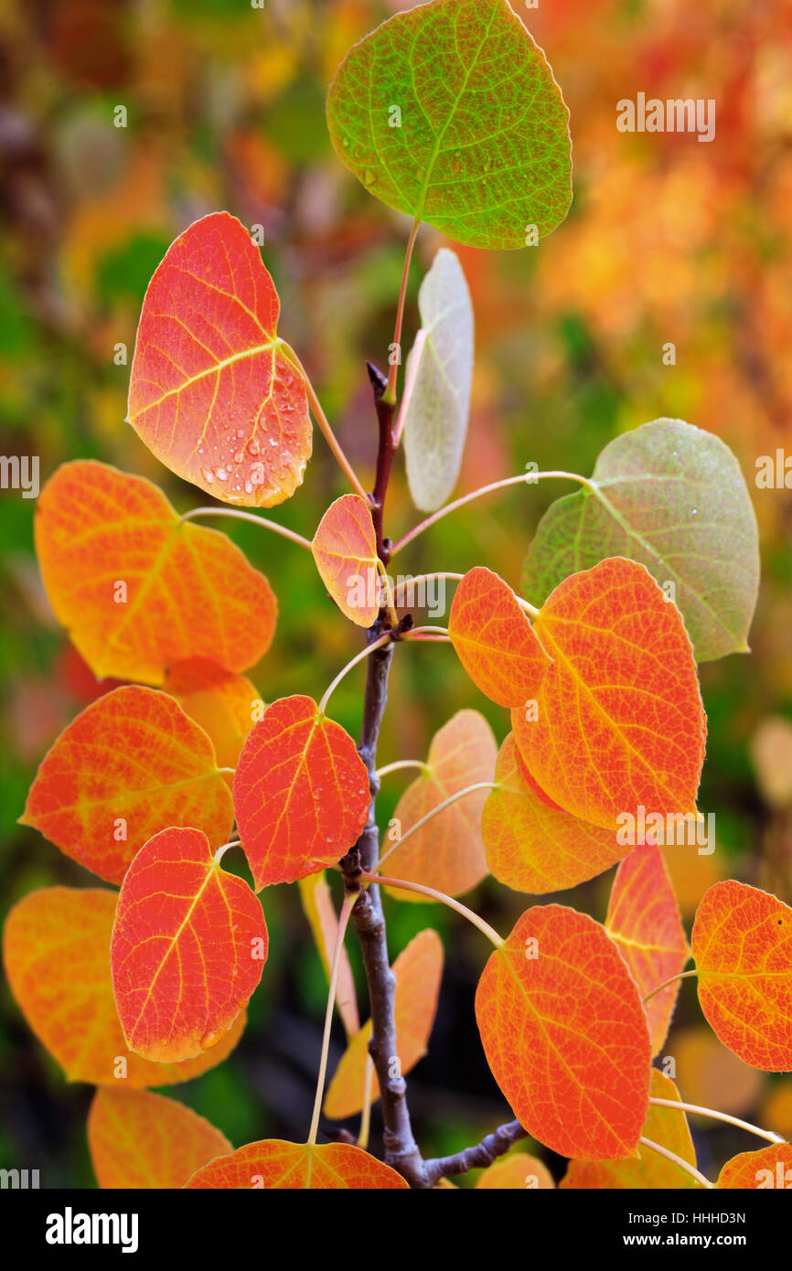 Various Fall foliage in its natural setting Stock Photo - Alamy