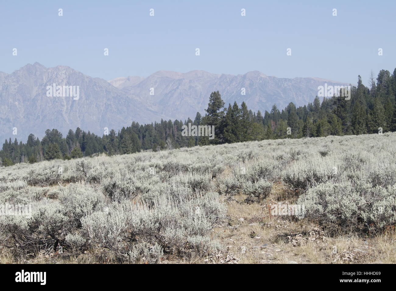 travel, tree, trees, mountains, desert, wasteland, tourism, sight, view ...