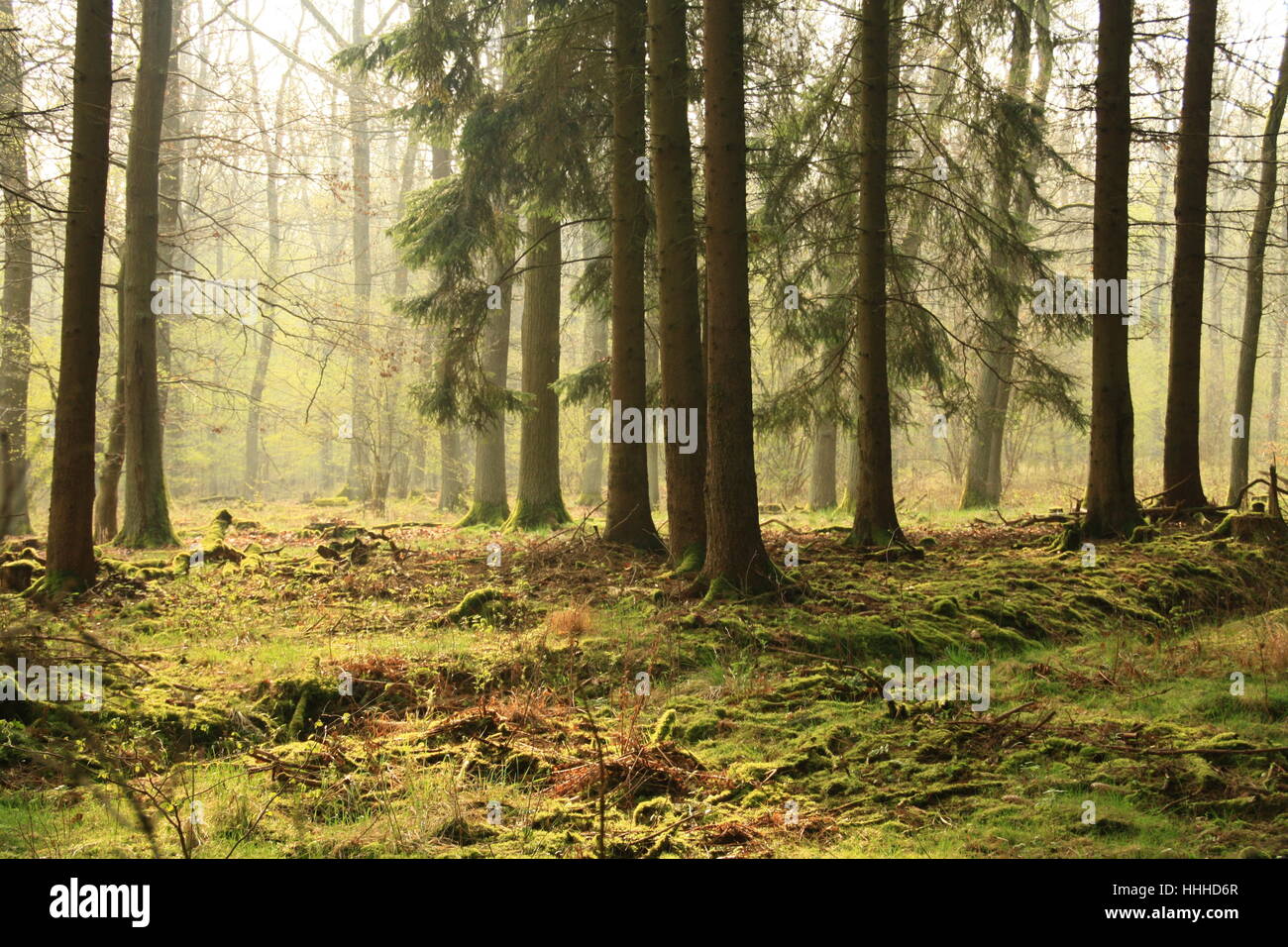 shine, shines, bright, lucent, light, serene, luminous, tree, trees ...