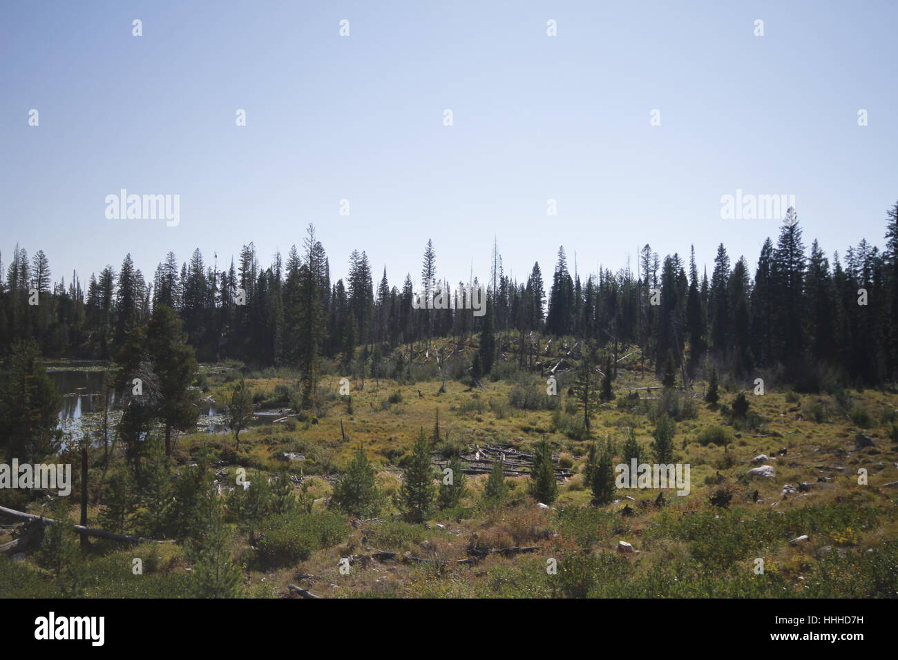 travel, tree, trees, mountains, desert, wasteland, tourism, sight, view ...