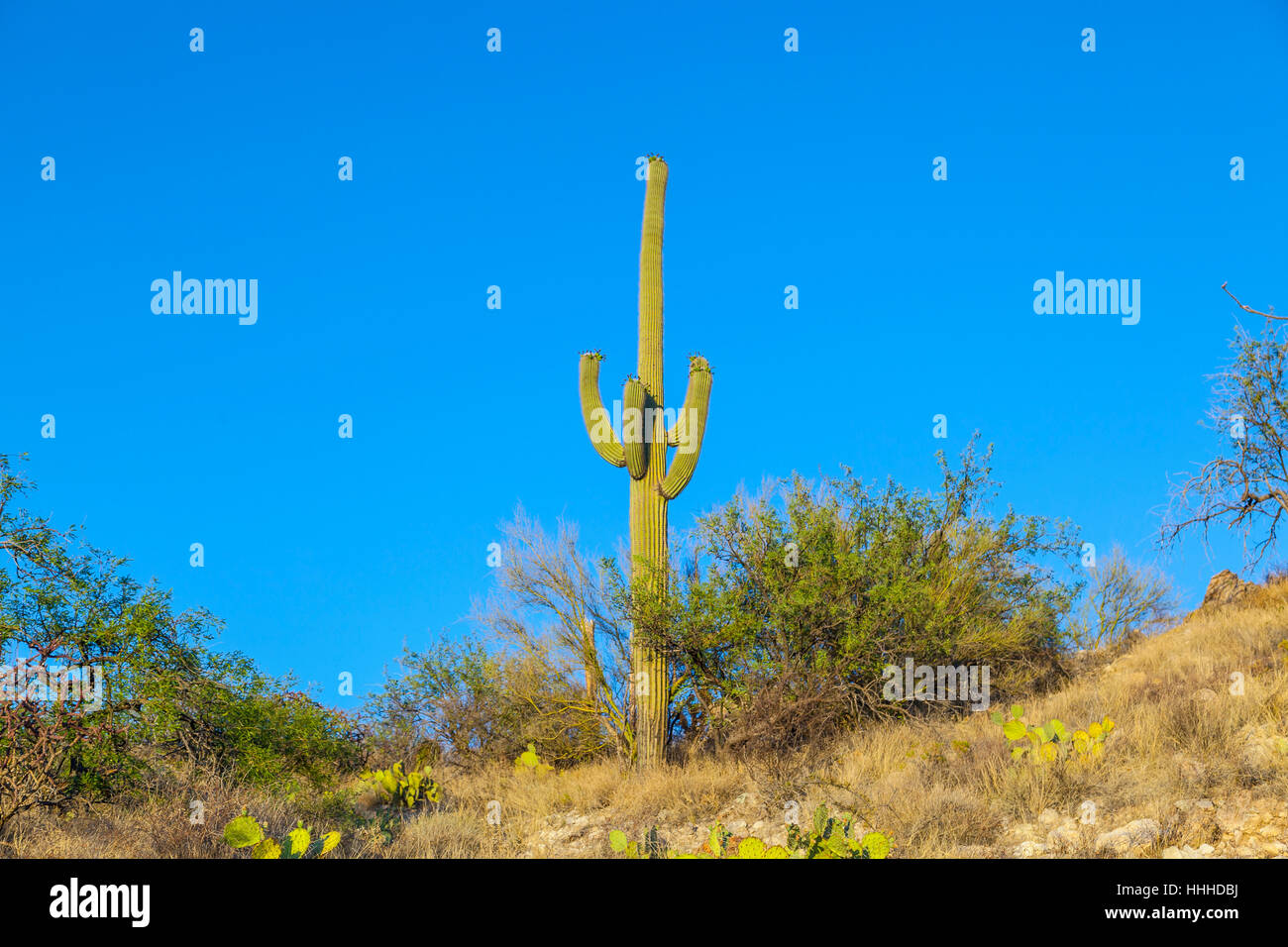 desert, wasteland, america, dry, dried up, barren, landscape, scenery ...