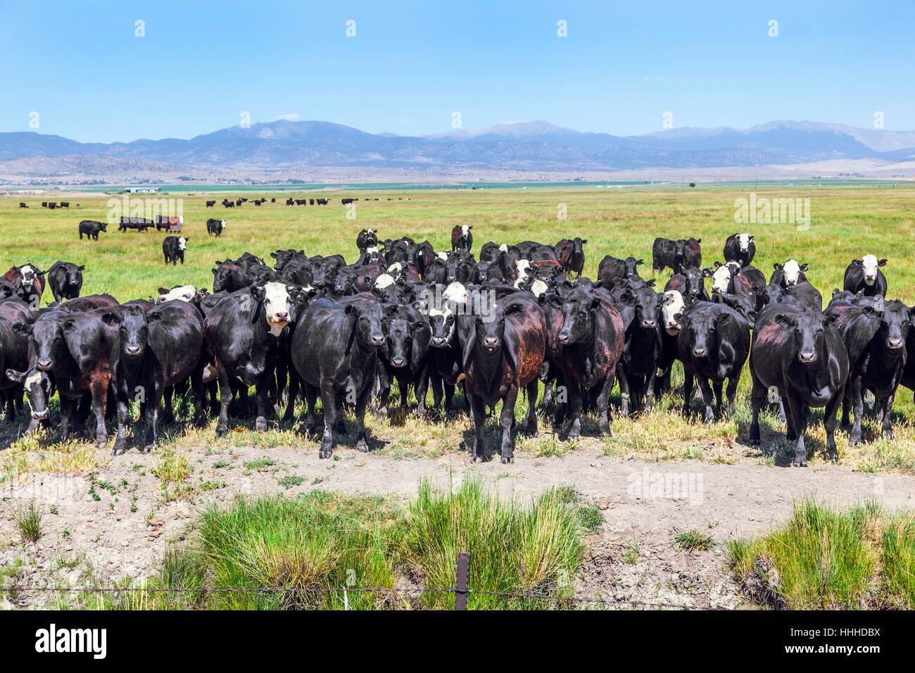 agriculture, farming, usa, america, cow, cows, cattle, land, realty ...