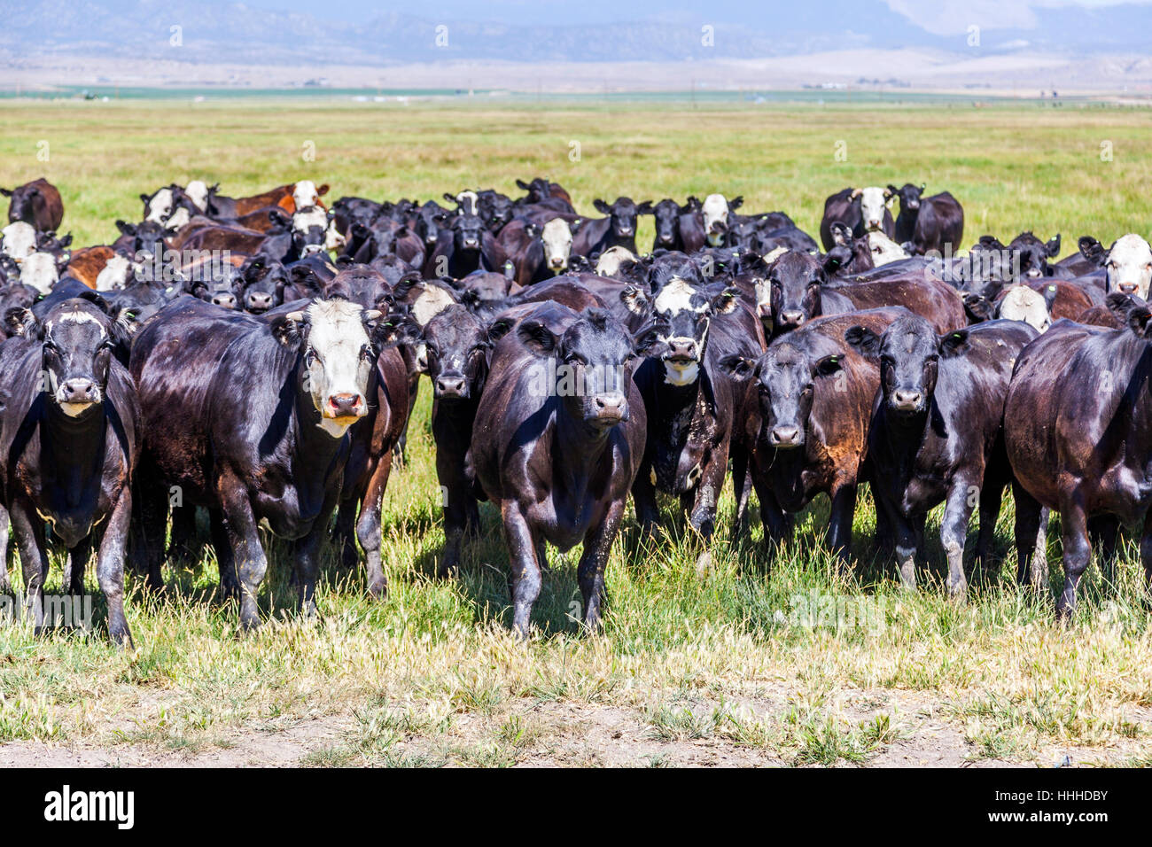 agriculture, farming, usa, america, cow, cows, cattle, land, realty ...