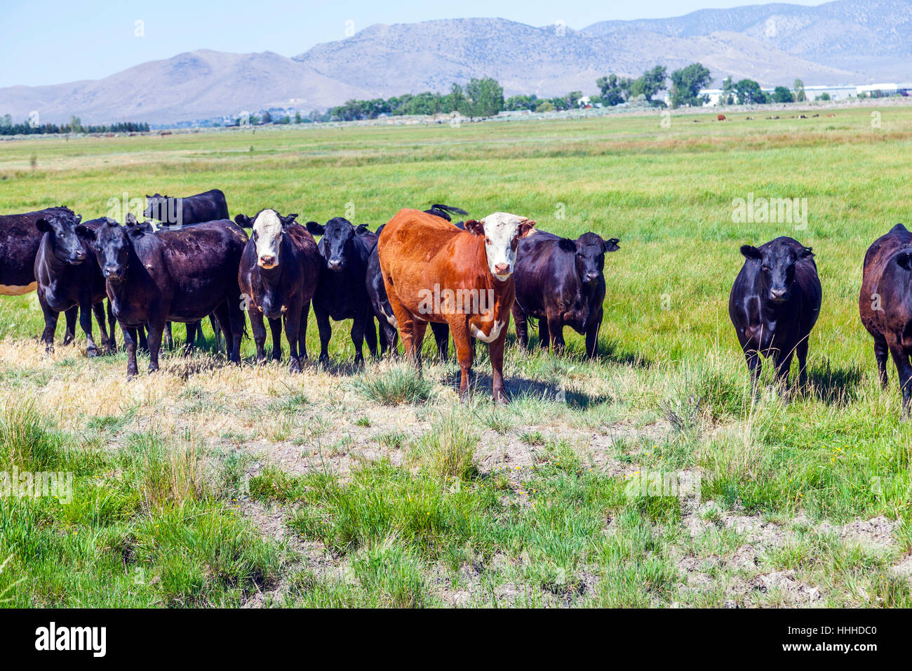 agriculture, farming, usa, america, cow, cows, cattle, land, realty ...
