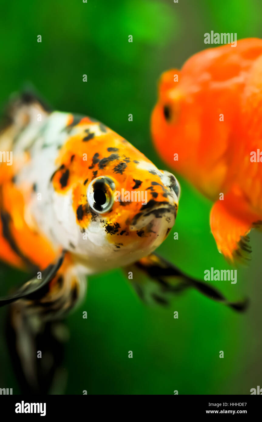green, fish, underwater, tank, goldfish, carp, close, motion ...