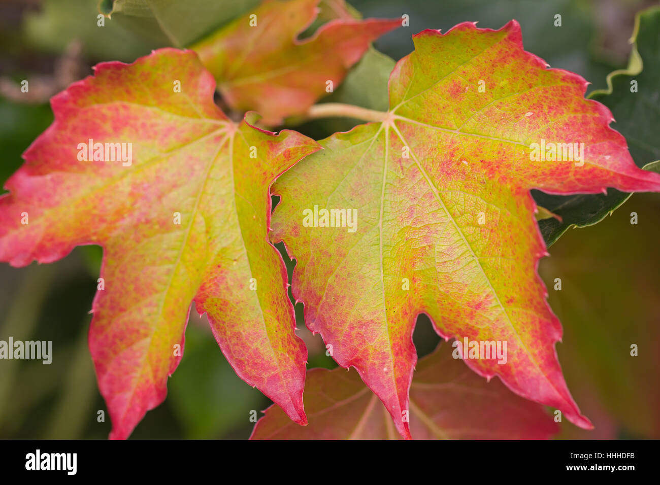 leaf, tree, leaves, deciduous tree, maple, foliage, fall, autumn, leaf ...