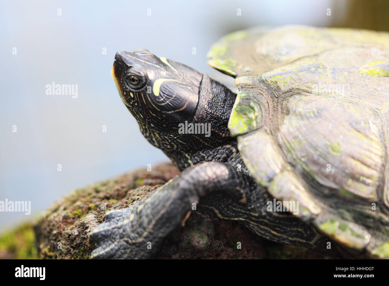 animal, reptile, portrait, armour, quiet, head, turtle, tortoise ...