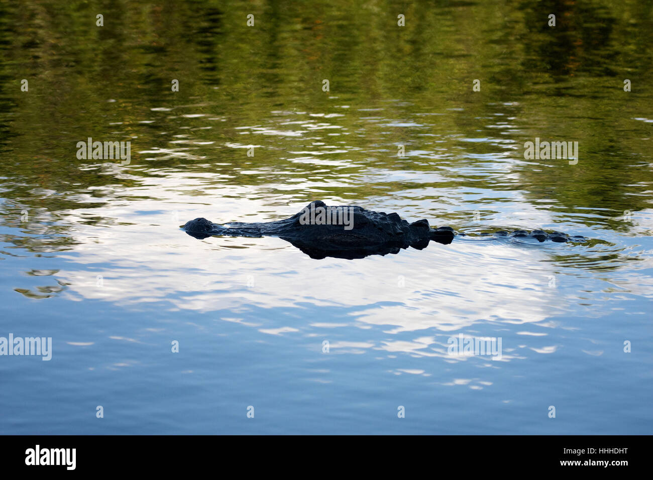 reptile, alligator, swimming, water, swiming, swim, swims, to do the ...