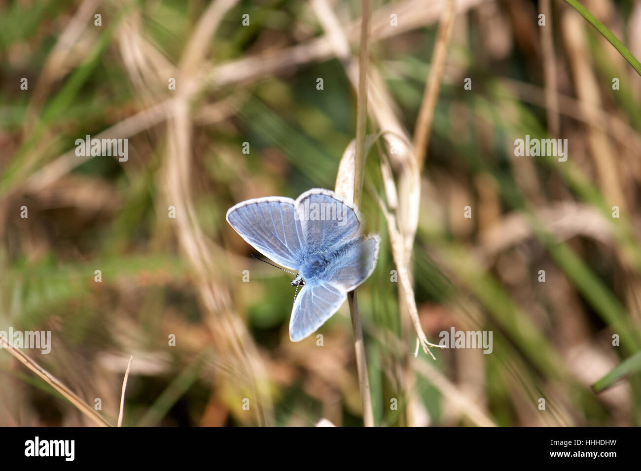 blue, insect, butterfly, delicate, outdoor, wildlife, facilitate, ease ...