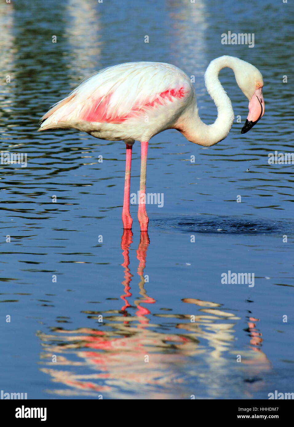 blue, beautiful, beauteously, nice, big, large, enormous, extreme ...