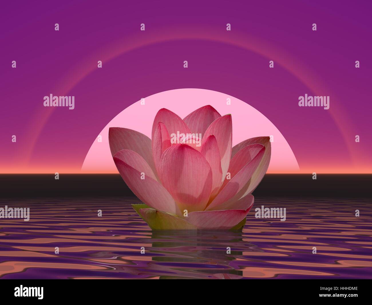 Pink lily flower on water in front of moon or sun with halos Stock ...