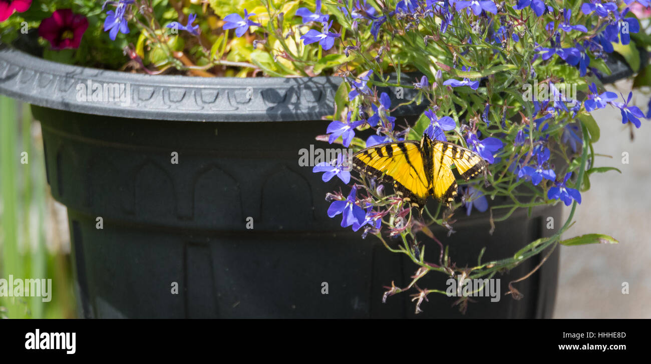Eastern Tiger Swallowtail - (Papilio glaucus) with bright yellow and ...