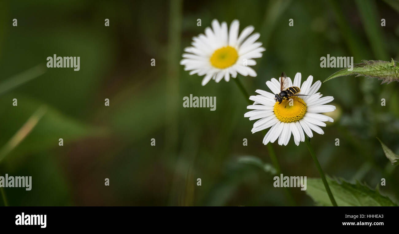 Bee carries pollen from daisy to daisy. The underside of this bee ...