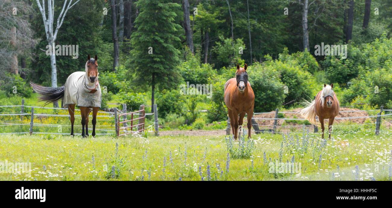 Three horses in a ranch hi-res stock photography and images - Alamy
