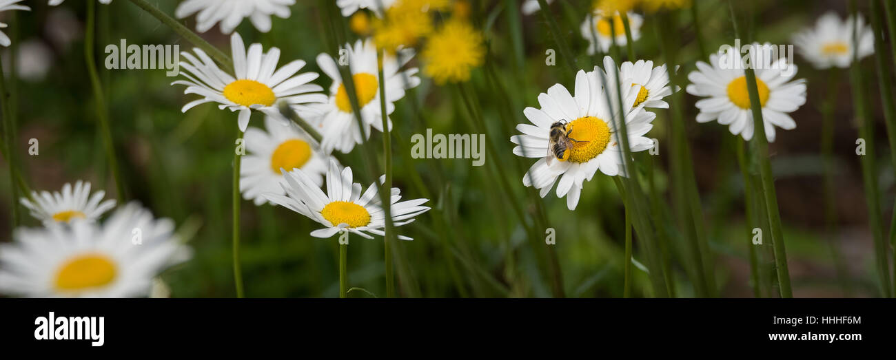 Bee carries pollen from daisy to daisy. The underside of this bee ...