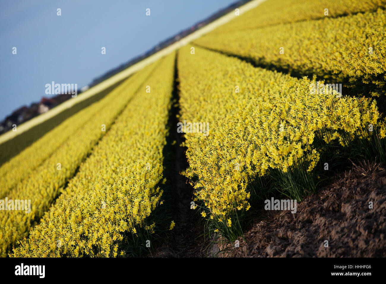 flower, flowers, plant, cut flowers, horticulture, onions, daffodils ...