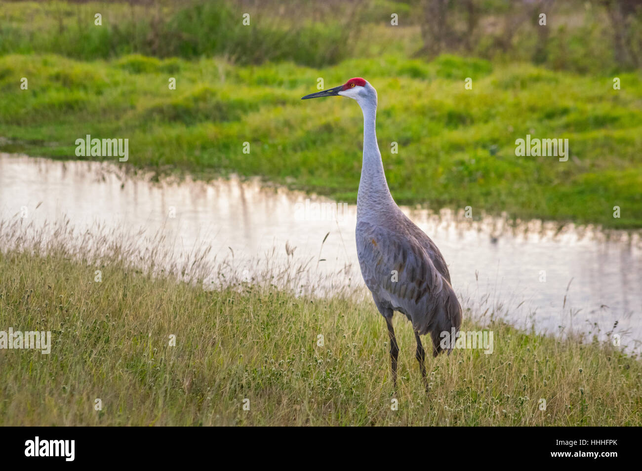 An adult Florida sandhill crane standing against a marsh Stock Photo ...