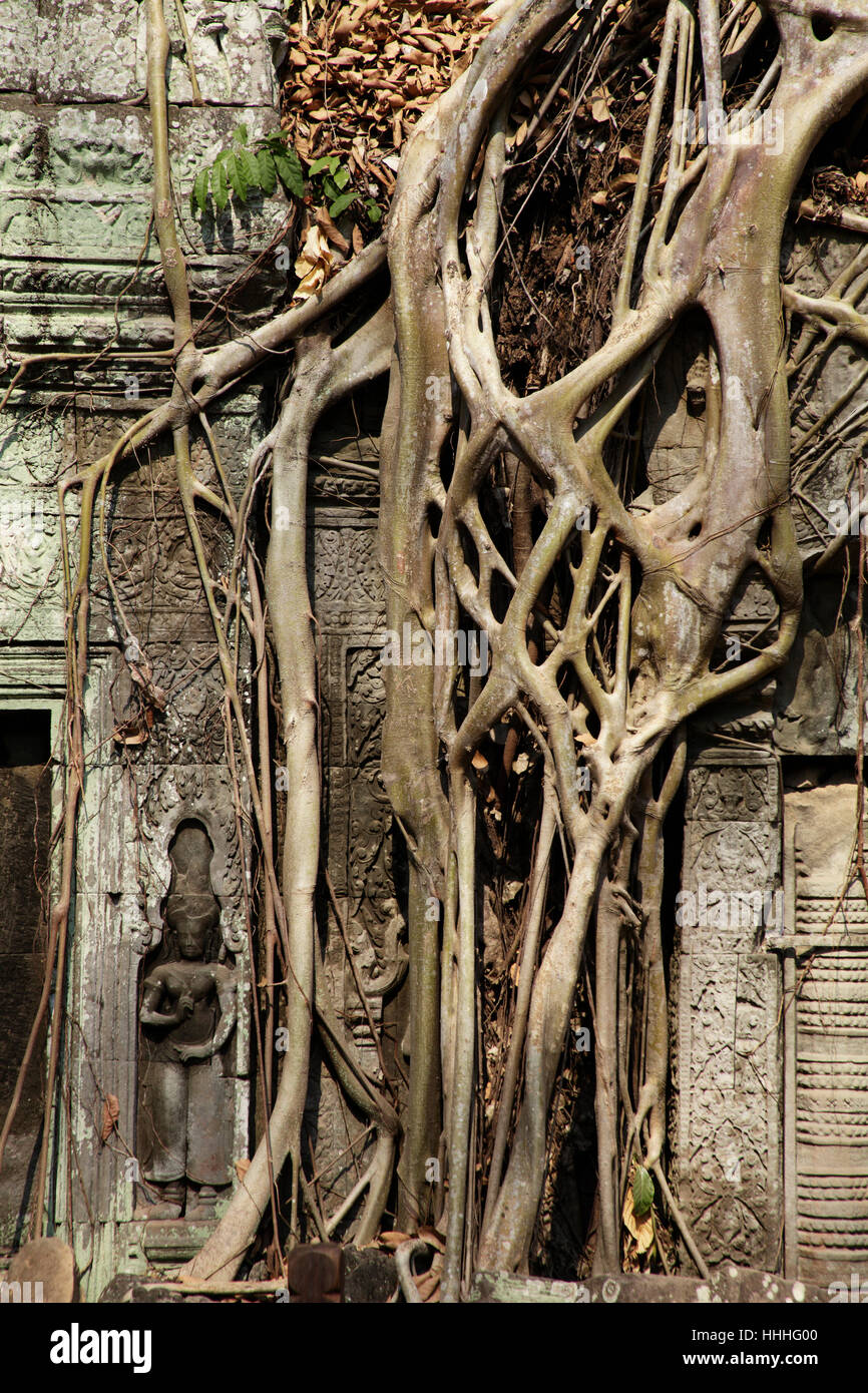 roots growing over the walls of Angkor Wat Stock Photo - Alamy