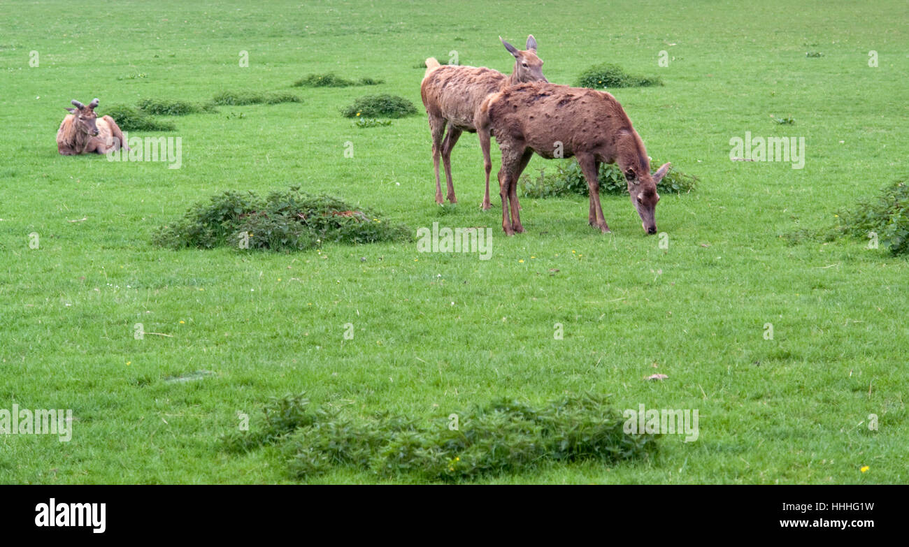 green, deer stag, flat, meadow, grass, lawn, hart, stag, corridor ...
