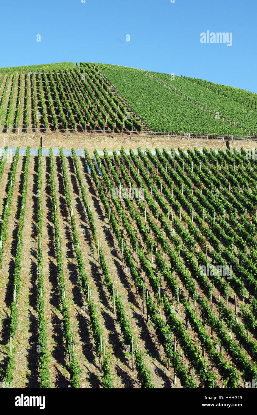 cultivation of wine, vineyard, vines, vine, grape vine, grape-vine ...