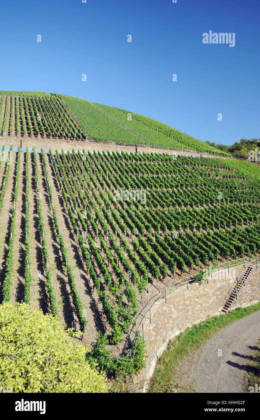 cultivation of wine, vineyard, vines, vine, grape vine, grape-vine ...
