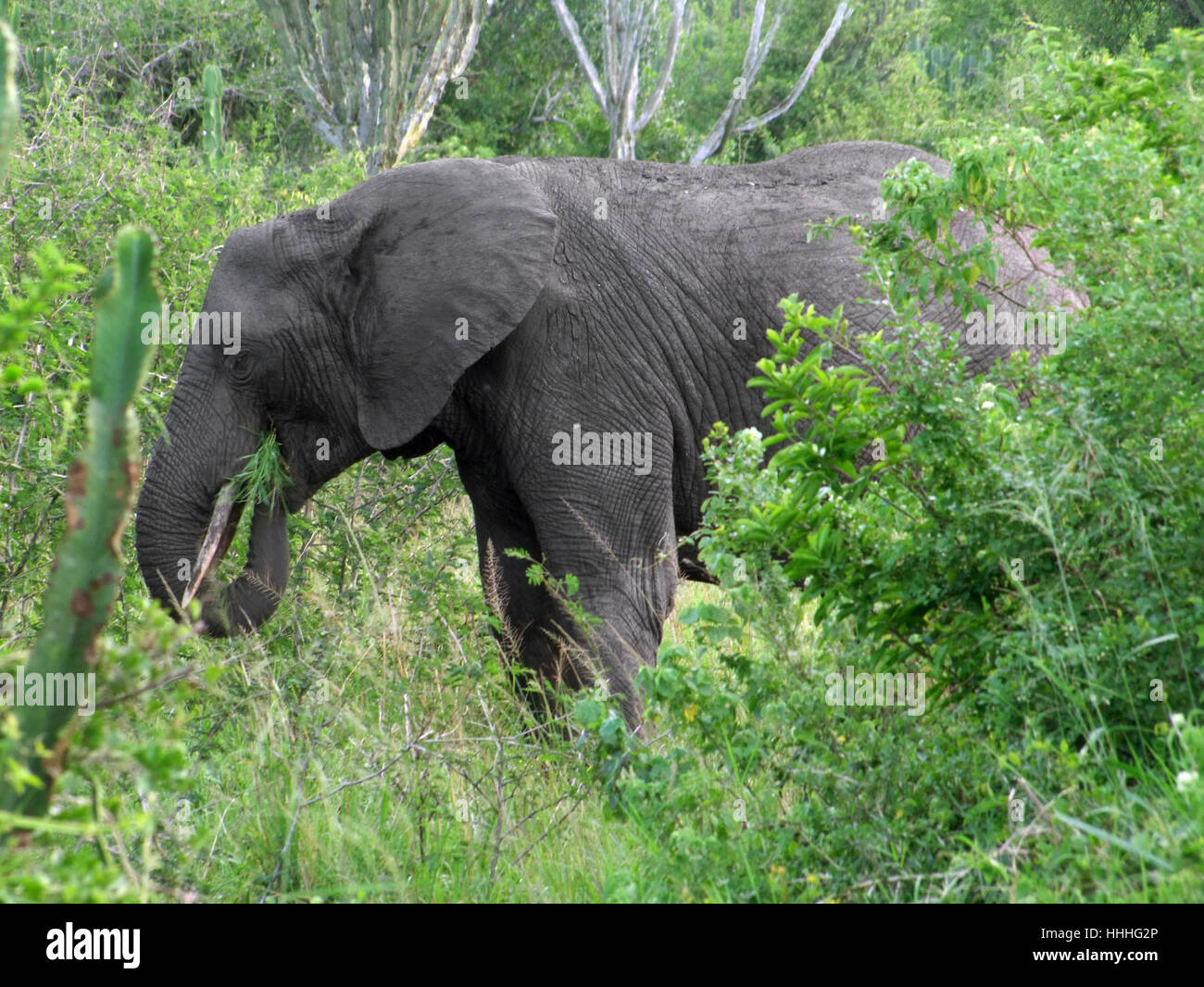 animal, mammal, africa, elephant, safari, wild animal, environment ...