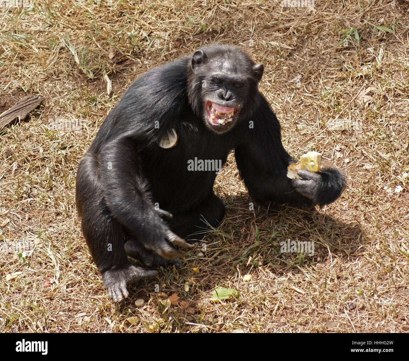 Monkey shines hi-res stock photography and images - Alamy