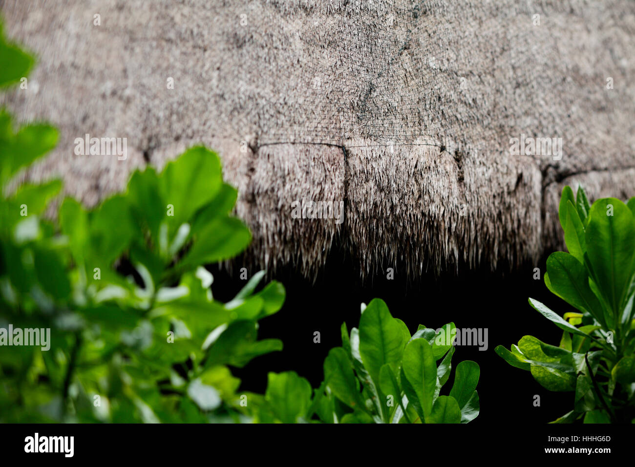 cropped shot of thatched hut Stock Photo - Alamy
