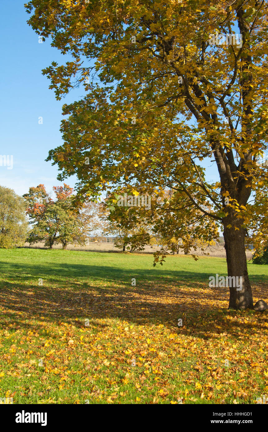 leaf, colour, tree, park, garden, space, sunlight, freshness, branch ...