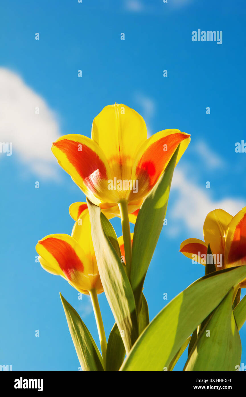 blue, leaf, objects, big, large, enormous, extreme, powerful, imposing ...