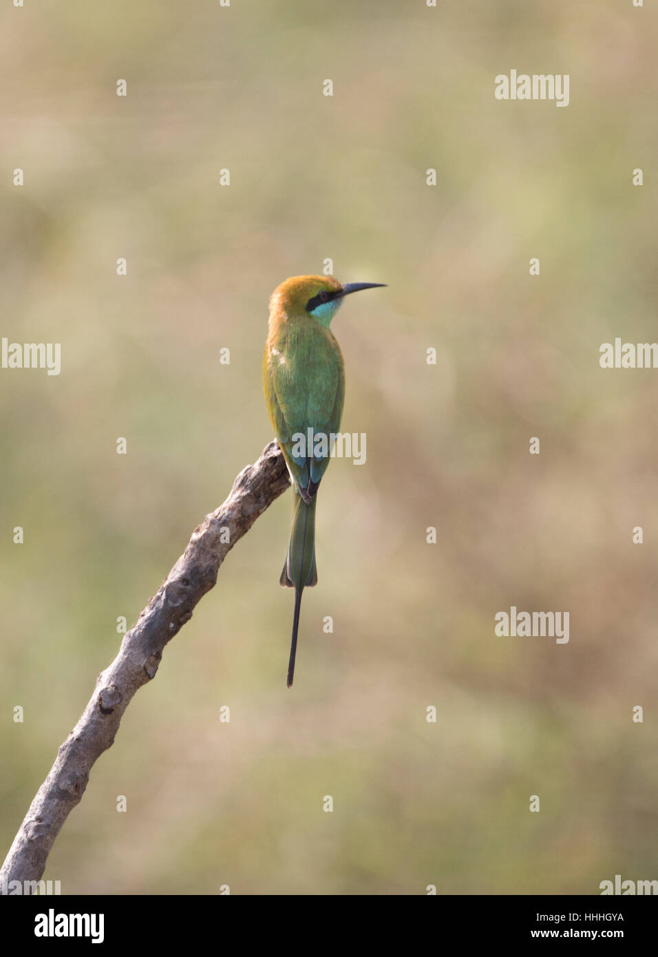 Bee eaters india hi-res stock photography and images - Alamy