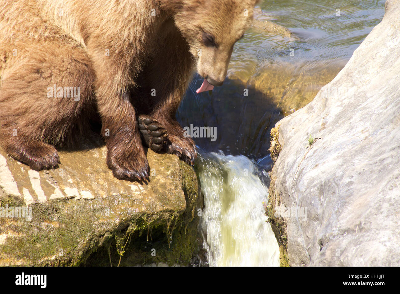 Bear drinking water hi-res stock photography and images - Alamy