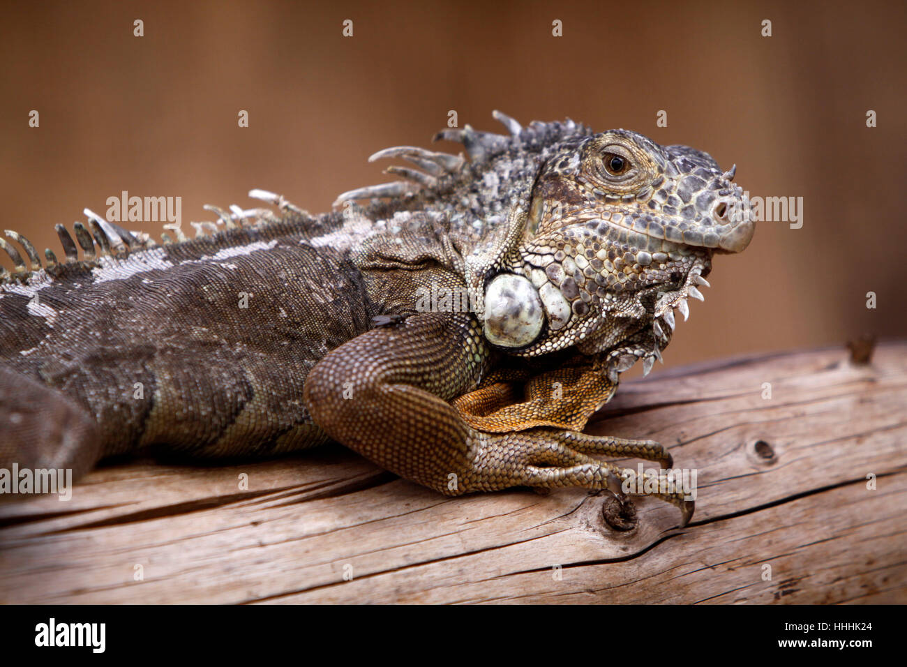 animal, reptile, iguana, reptiles, cold blooded animal, animal, reptile ...