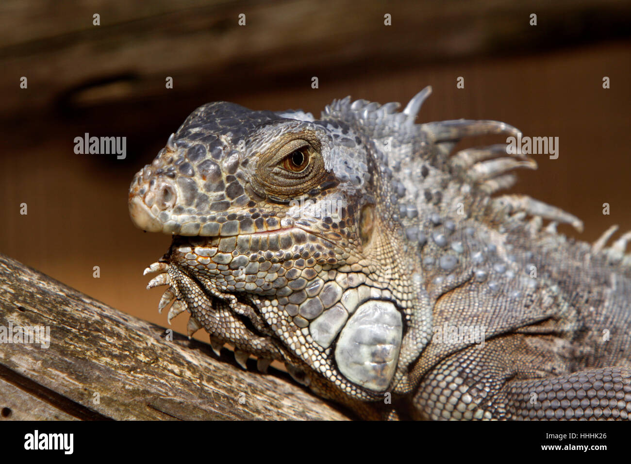 animal, reptile, iguana, reptiles, cold blooded animal, animal, reptile ...