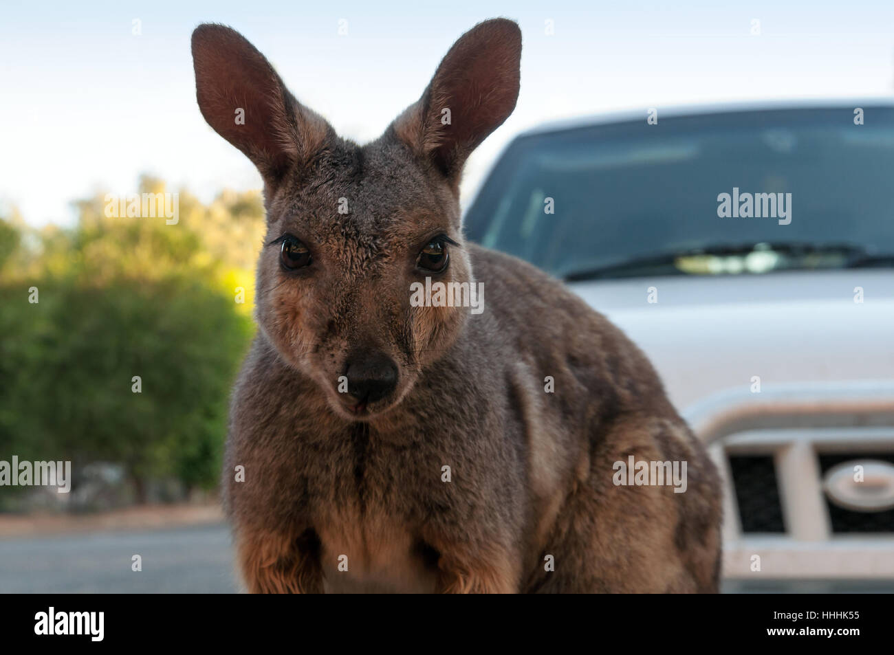 Car damage kangaroo hi-res stock photography and images - Alamy