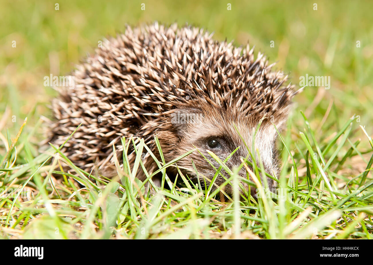 hedgehog, young animal, insectivore, insectivorous, wild animal, young ...