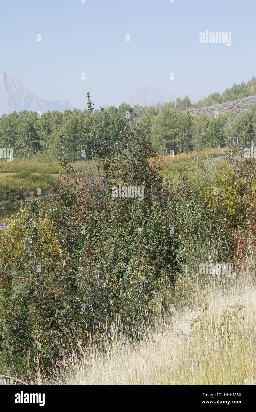 travel, tree, trees, mountains, desert, wasteland, tourism, sight, view ...