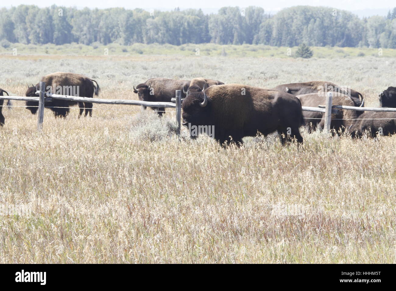 travel, animal, brown, brownish, brunette, wild, tourism, bull, field ...