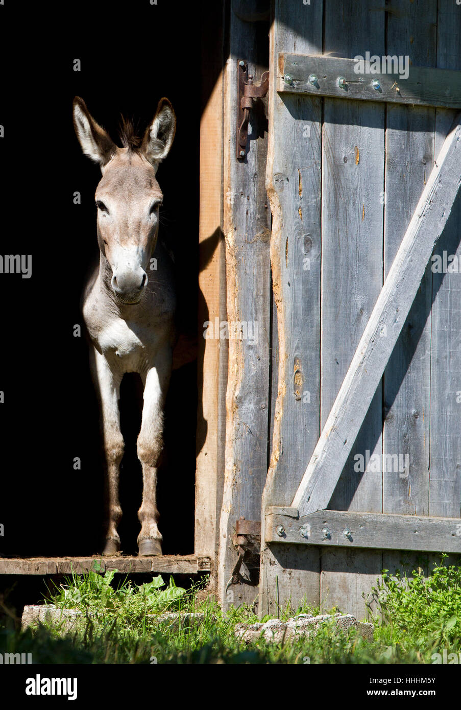 ears, standing, long, donkey, hoofed animal, single, ears, standing ...